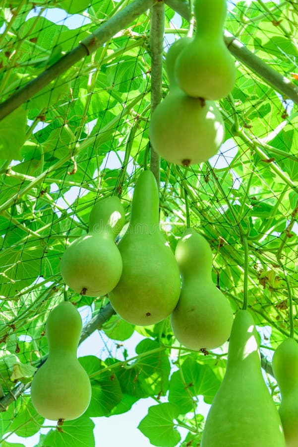 Green Chayote on tree stock photo. Image of mirliton - 166871996