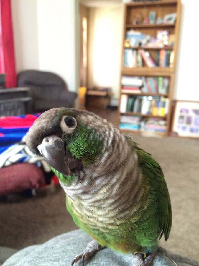 Green check Conure stock image. Image of green, conure - 53479981