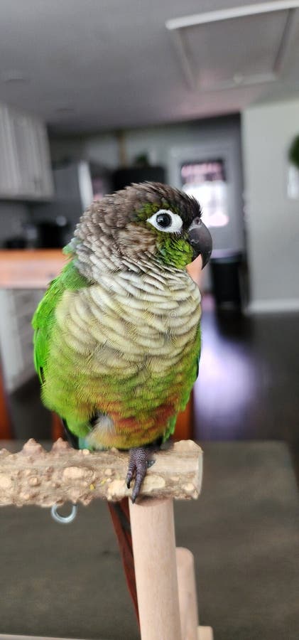 Green Cheek Conure Bird stock image. Image of green - 371749455