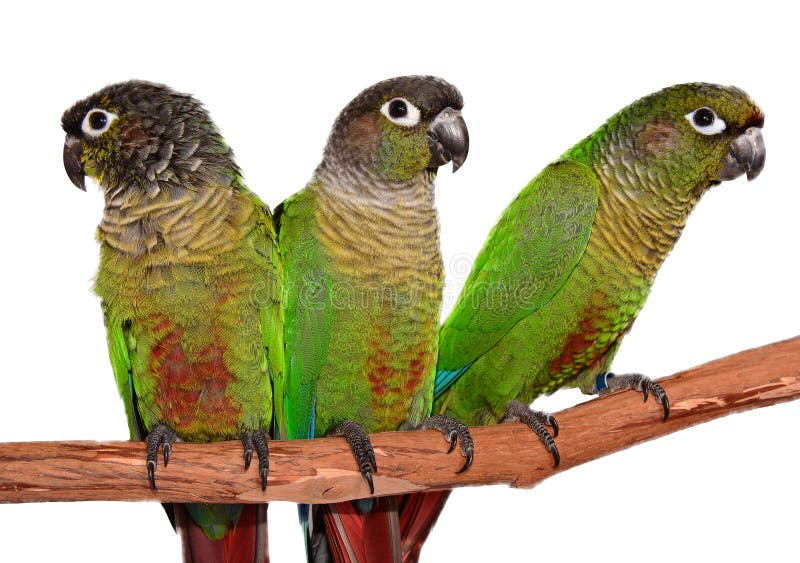 Happy Sun Conure Parrots on a Perch on White Backg Stock Photo - Image ...