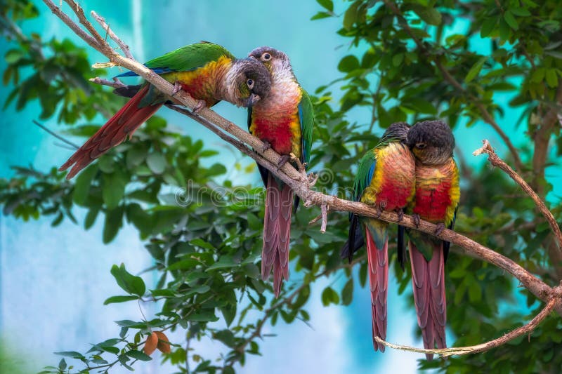 Green Cheek Multiple on a Tweak Stock Photo - Image of pigeon, rainbow ...