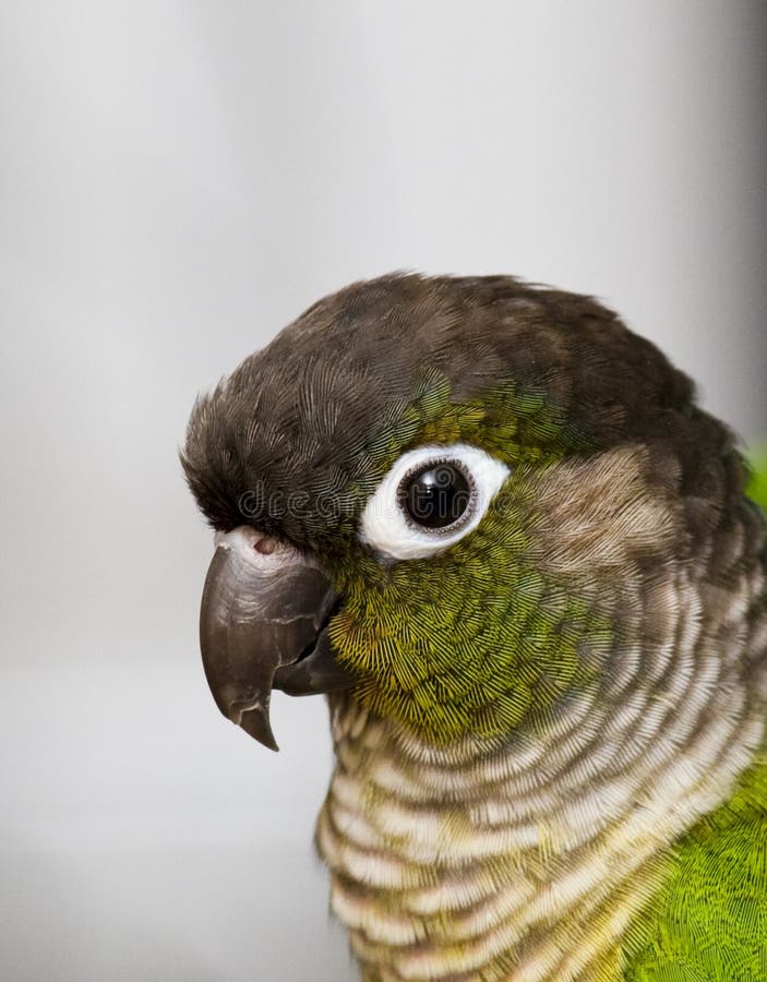 Green cheeked conure stock image. Image of lovely, conure - 3628035
