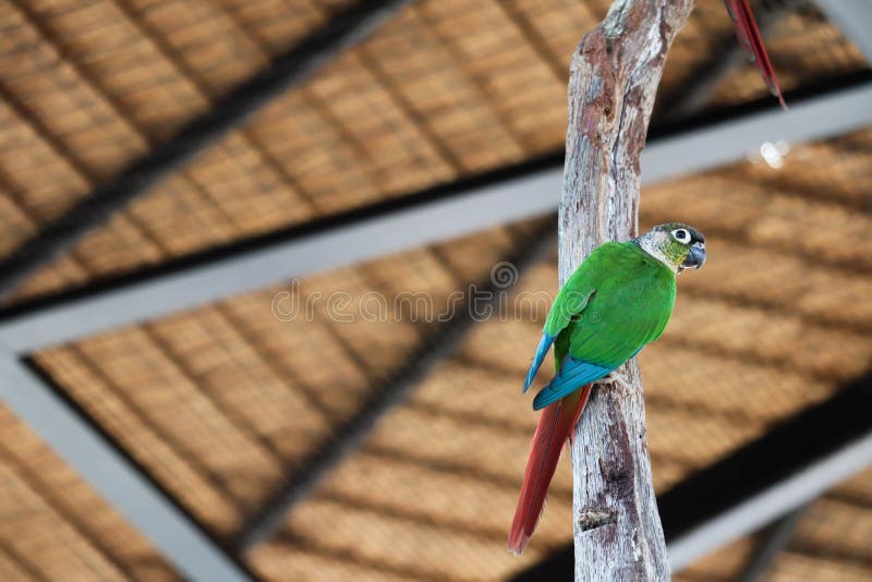 Green-cheeked Conure on a Tree Branch Stock Photo - Image of galah ...