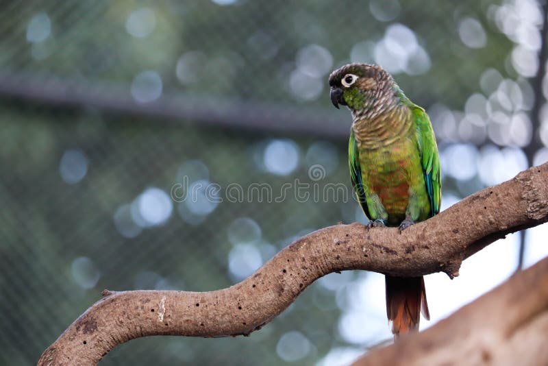 Green-cheeked Conure on a Tree Branch Stock Photo - Image of major ...
