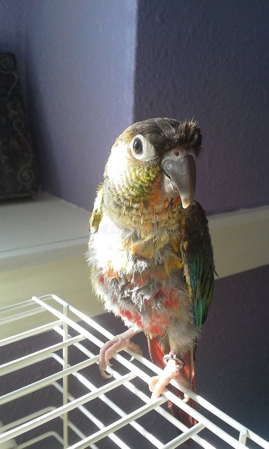 Green cheeked conure stock photo. Image of life, cheeked - 47617954