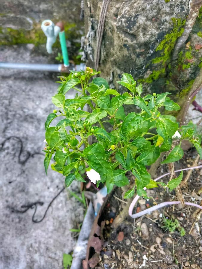 Green cheeli stock photo. Image of steam, house, cheeli - 134806292