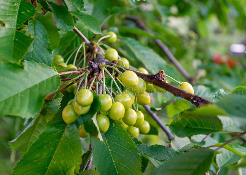 Green Cherries, Branches and Green Leaves Stock Image - Image of flora ...