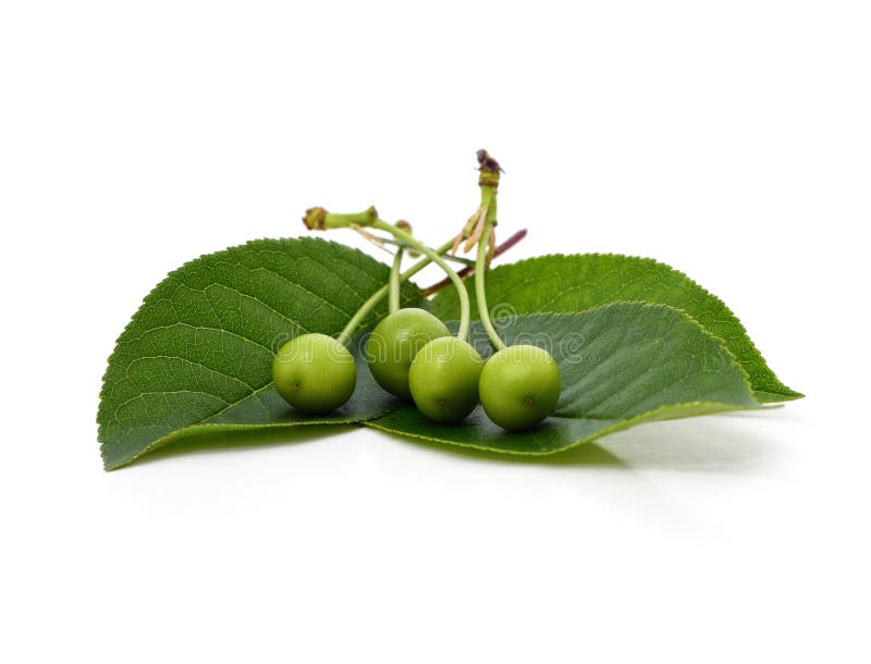 Green Cherries on Green Leaves Stock Photo - Image of ingredient ...