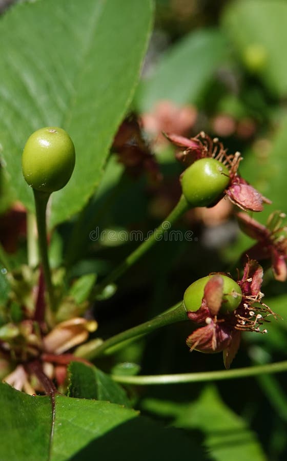 Green Cherry Berries on a Branch Stock Image - Image of autumn, collect ...