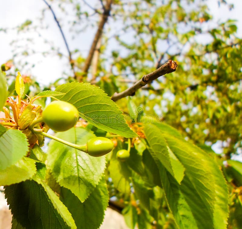 Green Cherry on a Cherry Tree. Not Ripe Cherry Tree in Spring Stock ...