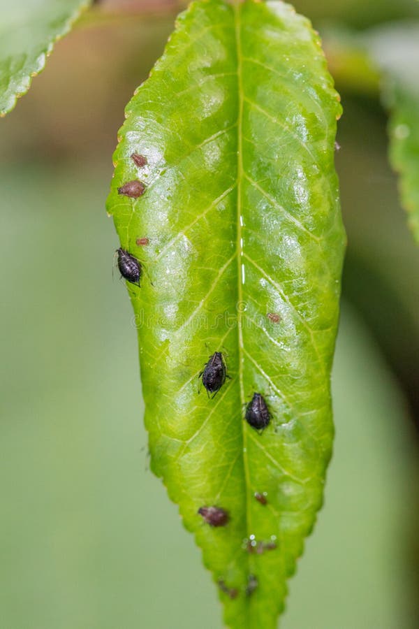 Black Aphids Cherry Colony on Curled Leaves on Sweet Cherry Tree Caused ...