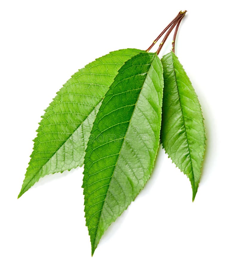 Green Cherry leaf isolated stock photo. Image of detail - 128207680