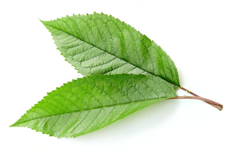 Green Cherry leaf isolated stock image. Image of fruit - 125209057