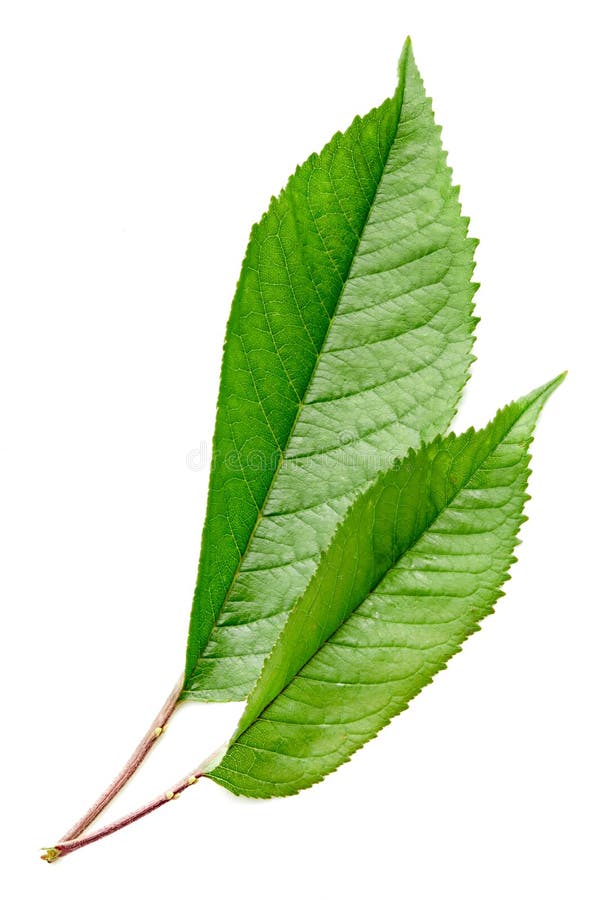 Green Cherry leaf isolated stock image. Image of closeup - 132824781
