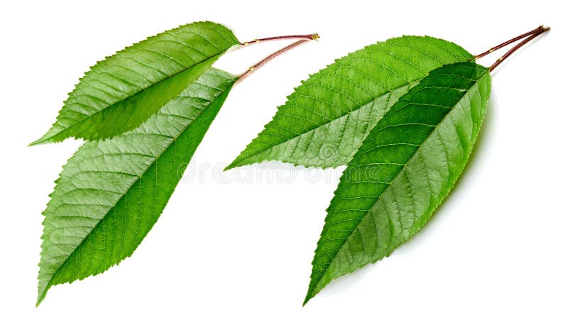Green Cherry leaf isolated stock photo. Image of botanical - 133348810