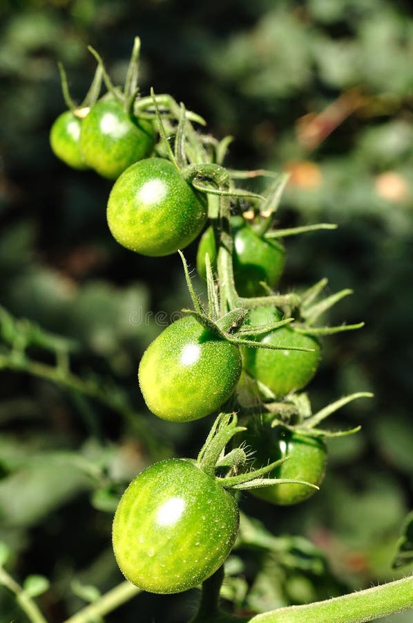 Green cherry tomatoes stock image. Image of green, branch - 16900591