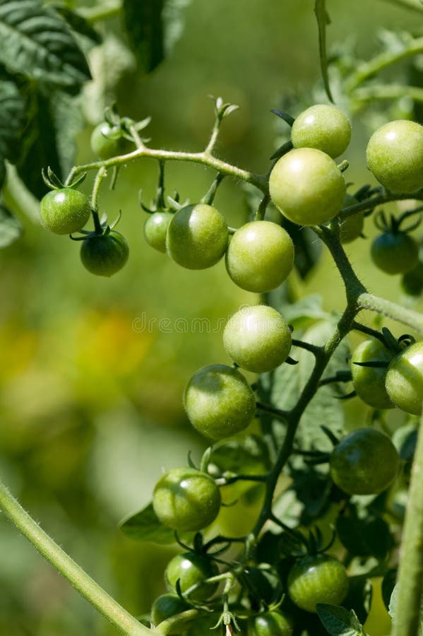 Green cherry-tomatoes stock photo. Image of vegetables - 1737458