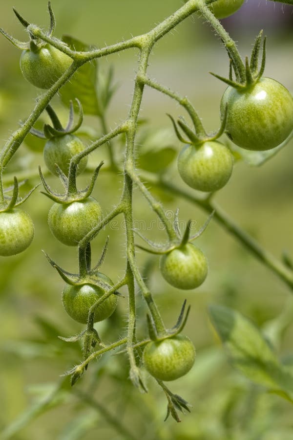 Green Cherry Tomatoes stock image. Image of ripe, branch - 43243959