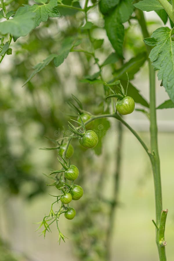 Green Cherry Tomatoes in Greenhouse Stock Photo - Image of fruit ...