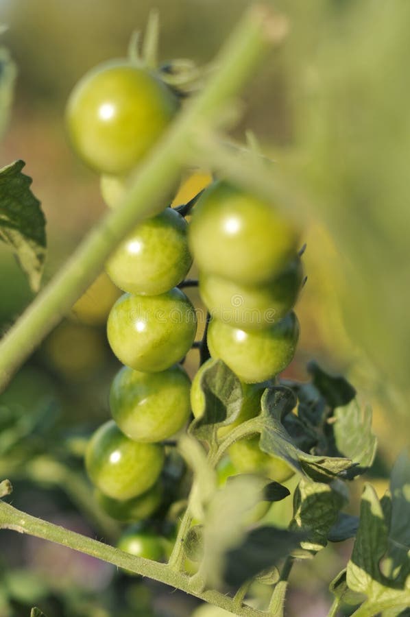 Green cherry tomatoes stock image. Image of gardening - 33849113