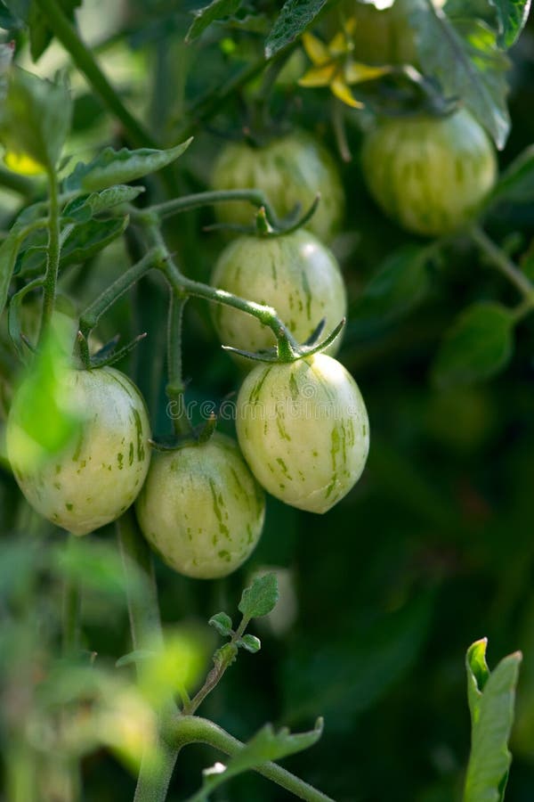 Green Cherry Tomatoes on Vine Stock Photo - Image of grow, nightshade ...