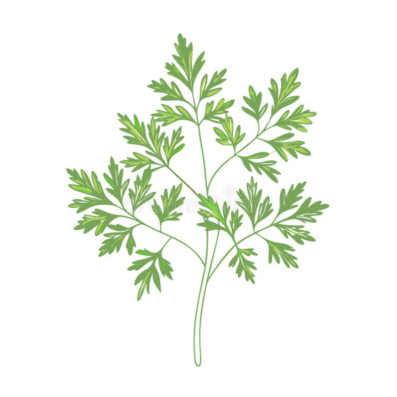 Green Chervil Sprig Isolated on White Stock Illustration - Illustration ...