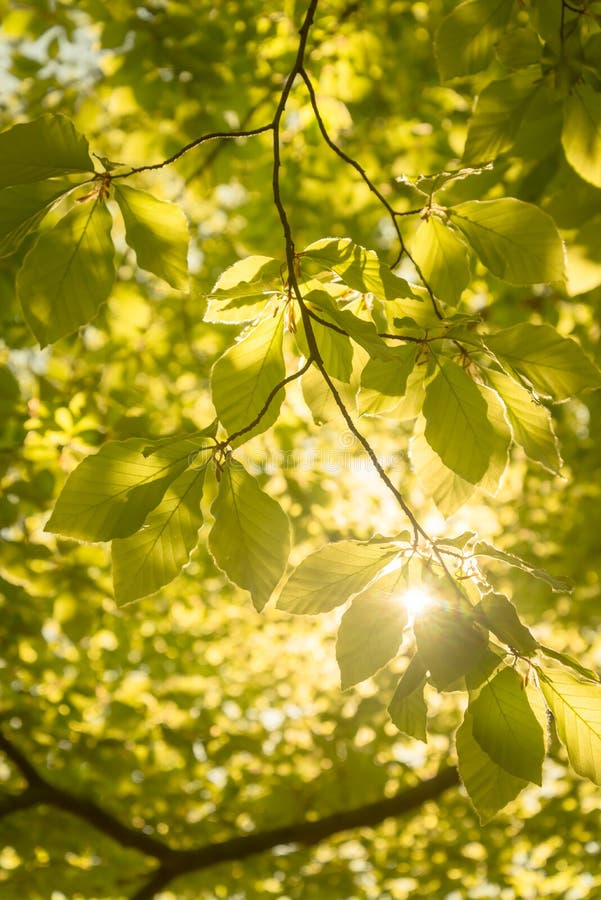 Green Chesnut Leaves in Sun Back-light Stock Photo - Image of chesnut ...
