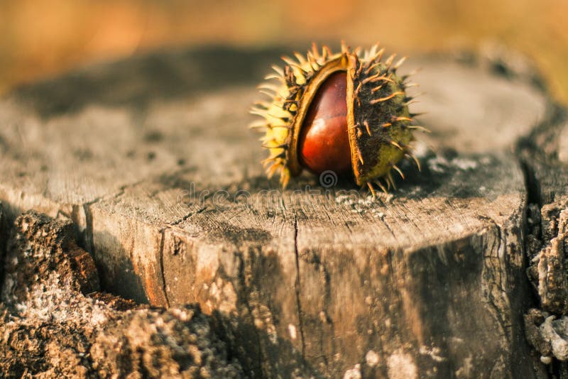 Green Chestnut on Dry Stump Stock Image - Image of green, tree: 102100533