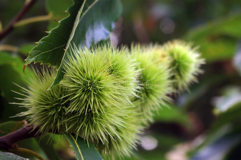 Chestnut stock image. Image of chestnut, nuts, shell - 124340185