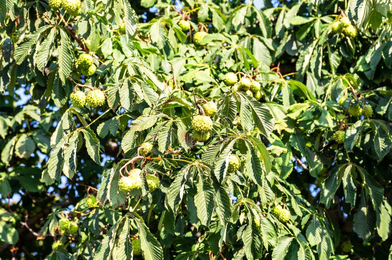 Green Chestnut Fruit and Leaves on a Tree Stock Photo - Image of fruit ...