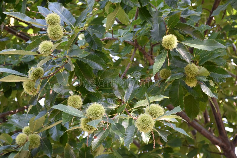 Green chestnut fruit stock image. Image of green, plants - 99944769