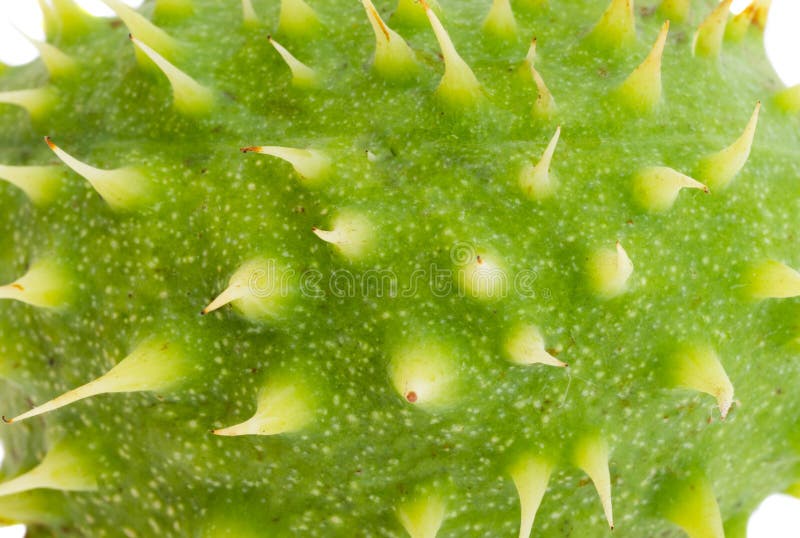 Green chestnut isolated stock image. Image of thorn - 253671813