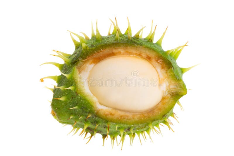 Green chestnut isolated stock photo. Image of natural - 253671810