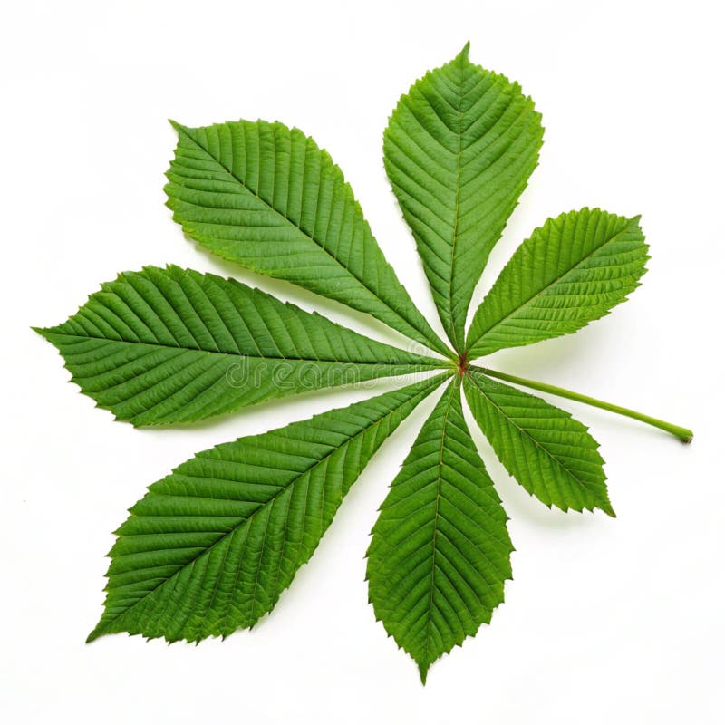 Green Chestnut Leaves Isolated on Transparent Background Stock ...