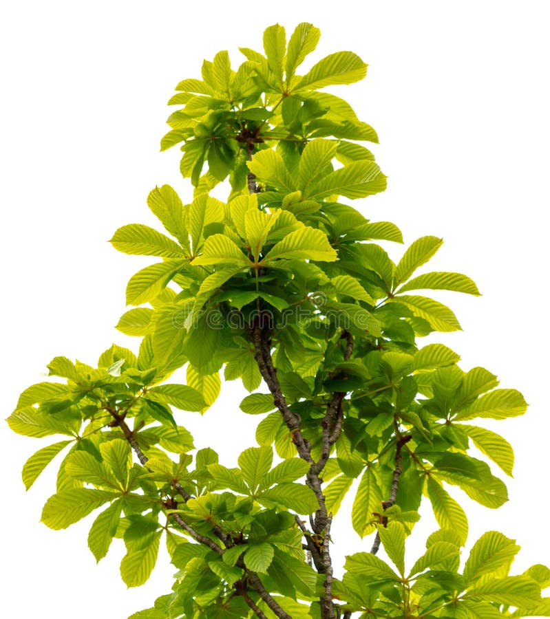 Green Chestnut Leaves Isolated on White Background Stock Photo - Image ...