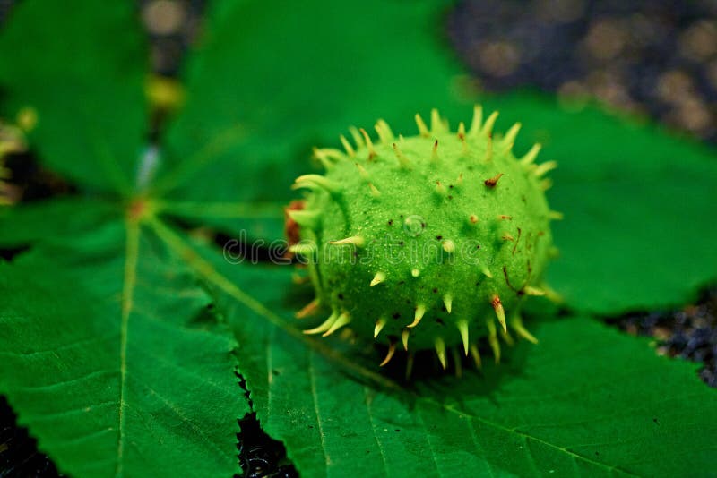 Green Chestnut natural stock photo. Image of chestnut - 68453252