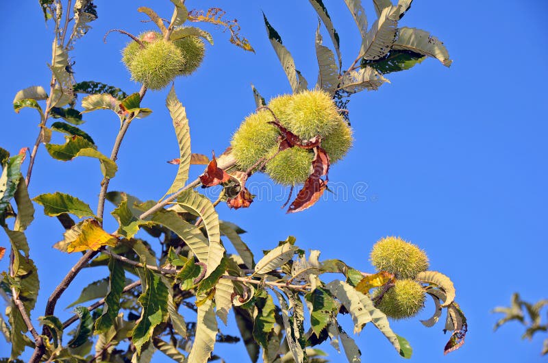 Green chestnut pods stock image. Image of blue, chestnut - 82359027