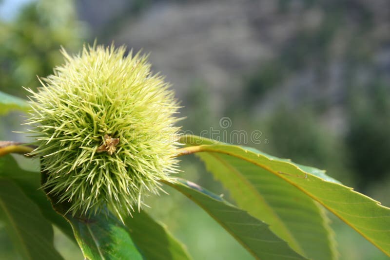 Green chestnut in shell stock photo. Image of chestnut - 7015318