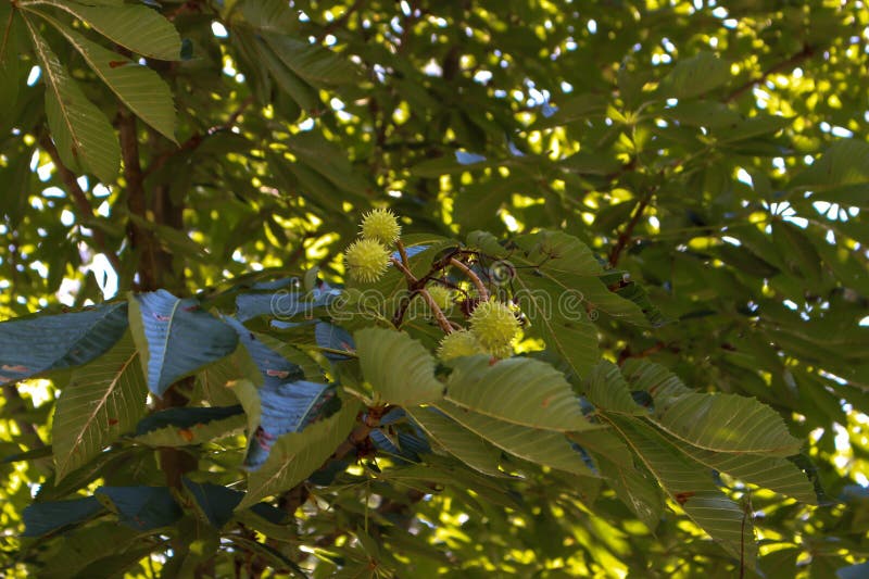 Green chestnut in the tree stock image. Image of nature - 95771741