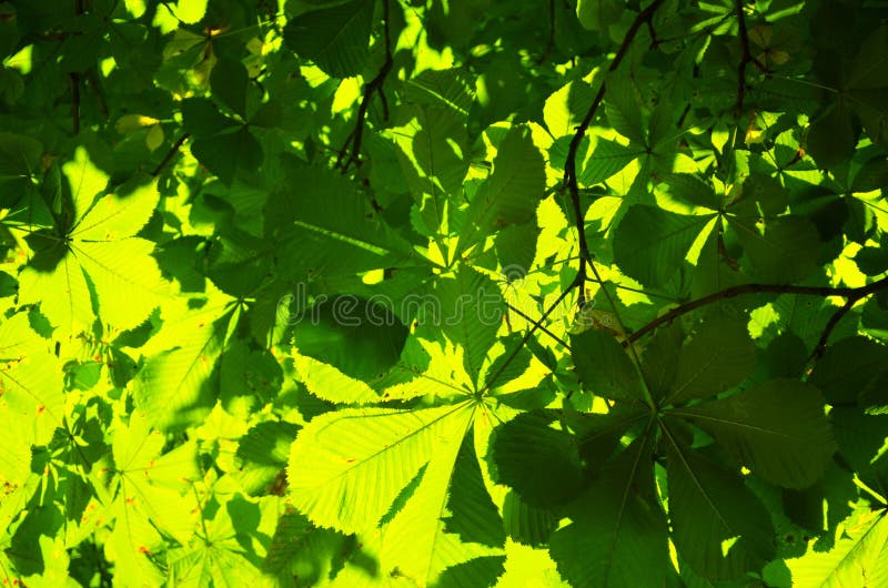 Green Chestnut Tree Leaves Background Stock Image - Image of leaves ...