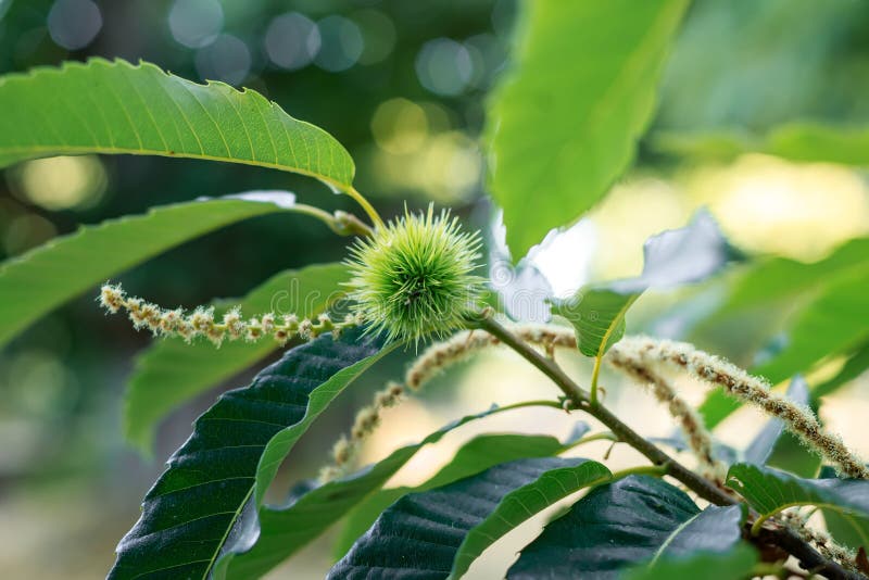 Green Chestnut Tree in Summer. Background or Texture Stock Photo ...
