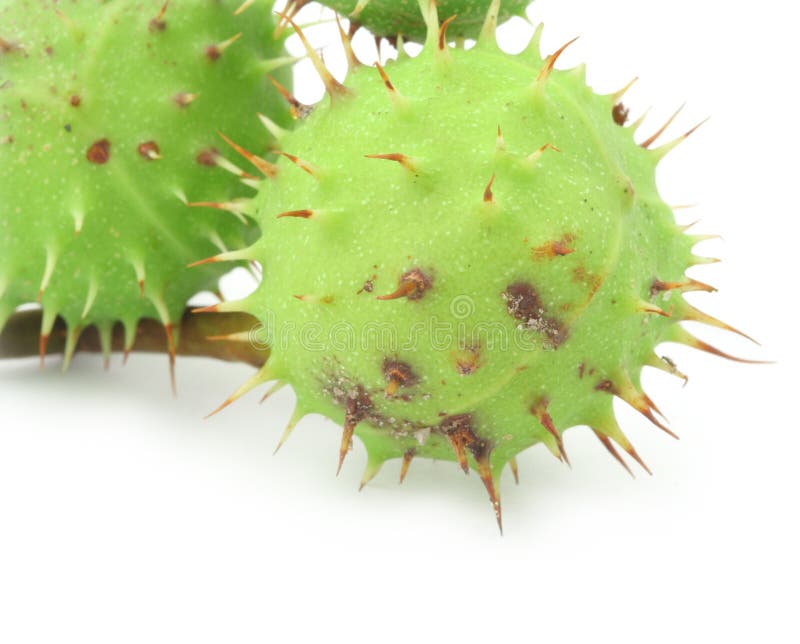 Green Chestnuts stock image. Image of season, tree, spiky - 3682305