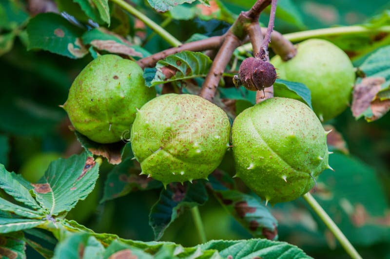 Chestnuts on a tree stock image. Image of fruit, grow - 99867405