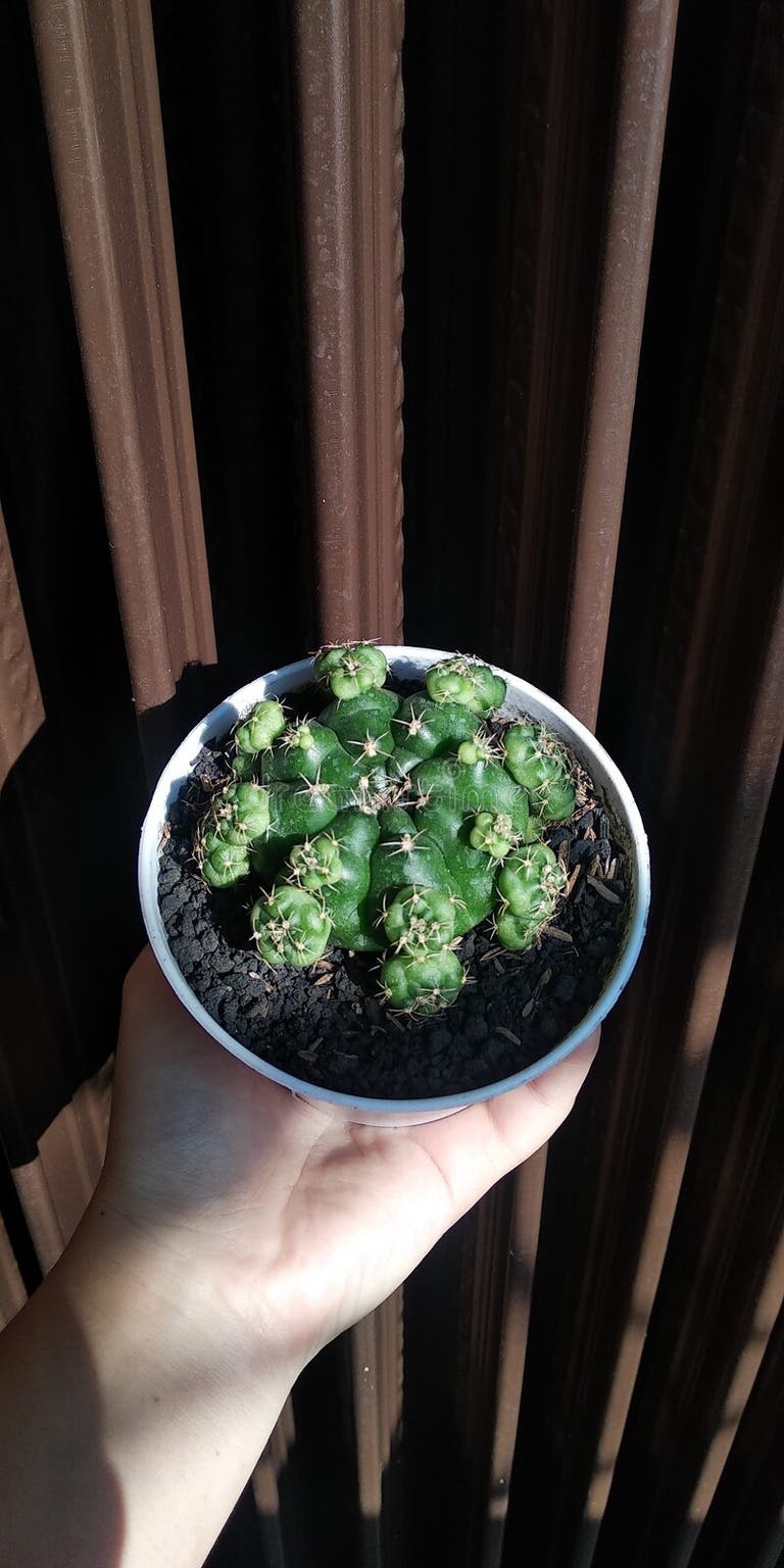 238 Chibi Clownfish Stock Photos - Free & Royalty-Free Stock Photos ...