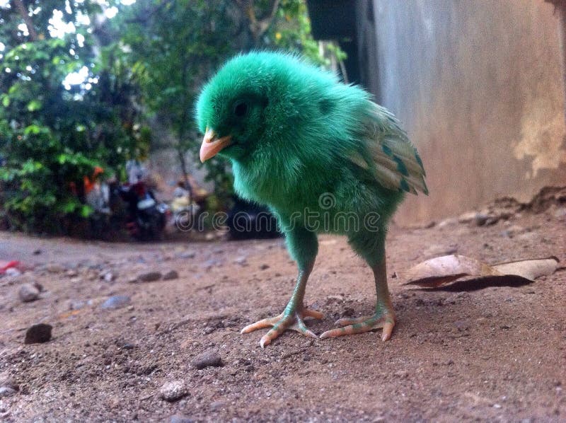 Green chick stock image. Image of chick, green, chicken - 55806885