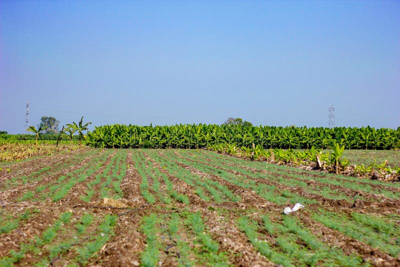 Green Chickpea Field ,india Farm , Stock Photo - Image of healthy ...