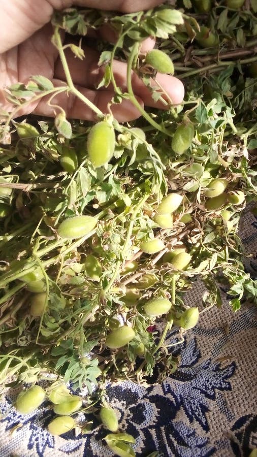 Green Chickpeas Sabz Chany Cholia Plant Fresh Stock Photo - Image of ...