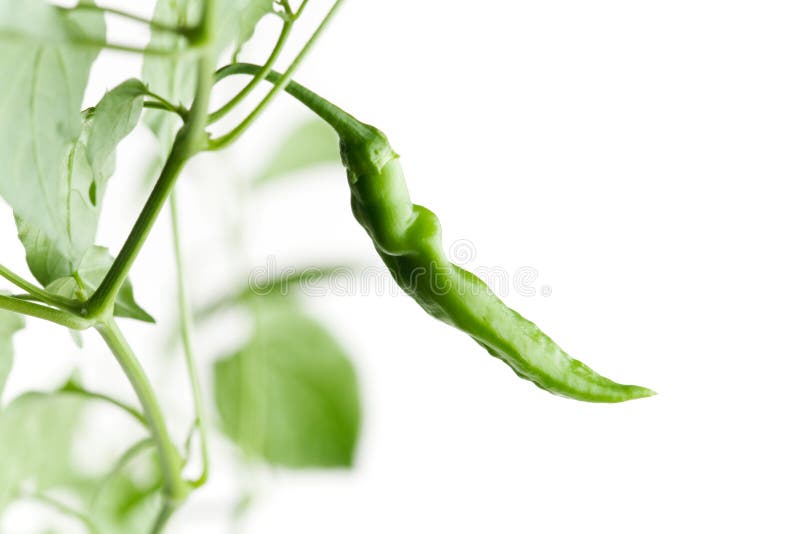 Green chili stock image. Image of chilli, healthy, bell - 15926127