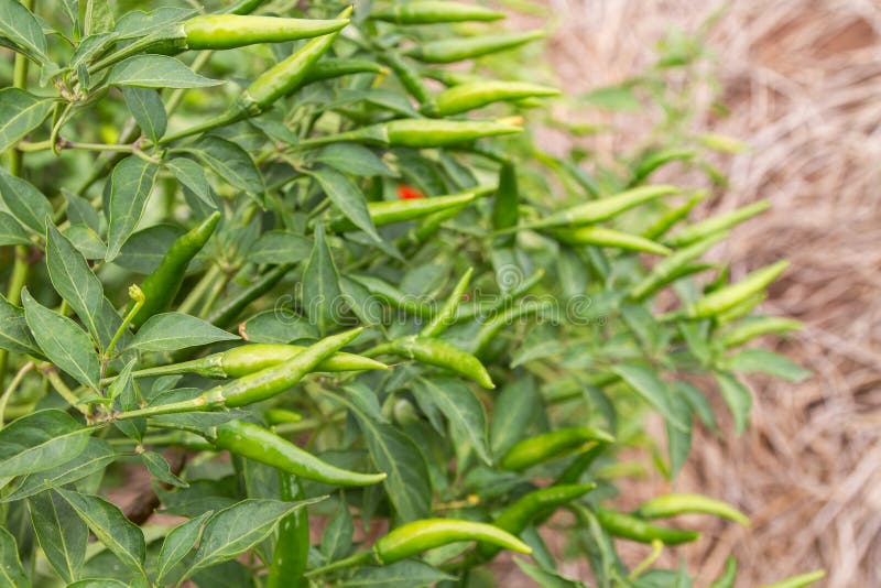 Green chili on chili tree stock image. Image of gardening - 40501263