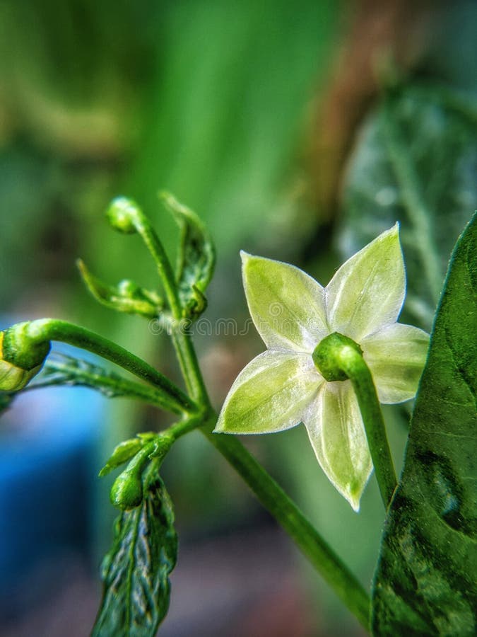 The Green Chili Flower is Beautiful Too Stock Image - Image of chili ...